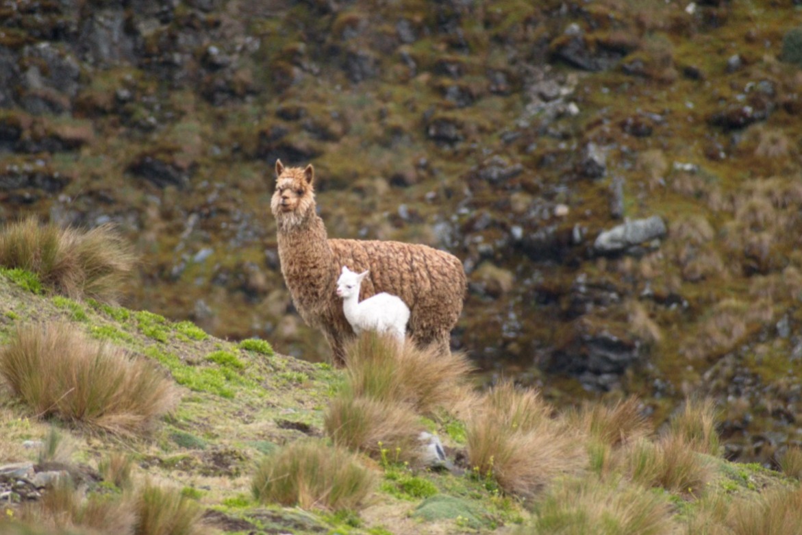 Peruvian Camelids: The Complete Guide to Alpacas, Llamas, Vicuñas ...